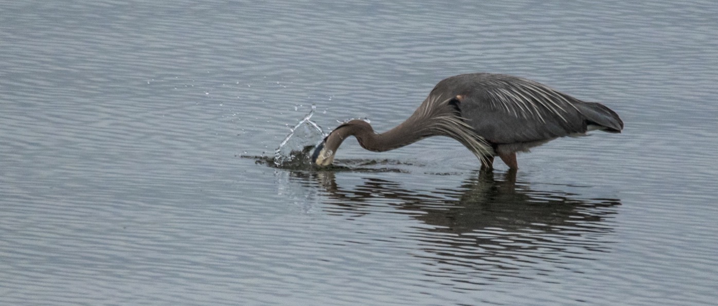 Field Guide-Birding | Cascade Loop