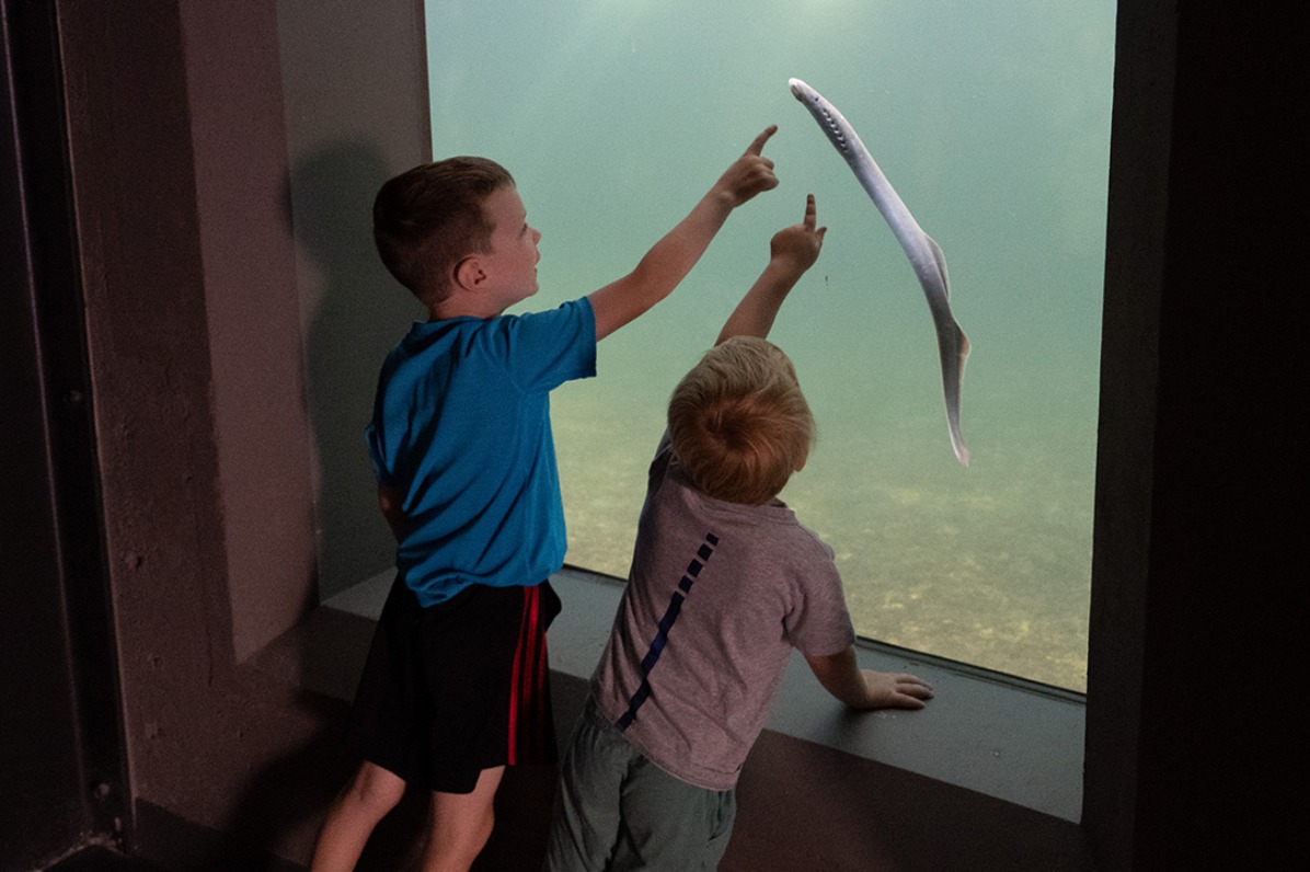 Salmon Viewing on the Cascade Loop