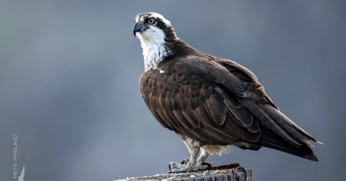 Raptor Identification on the Cascade Loop
